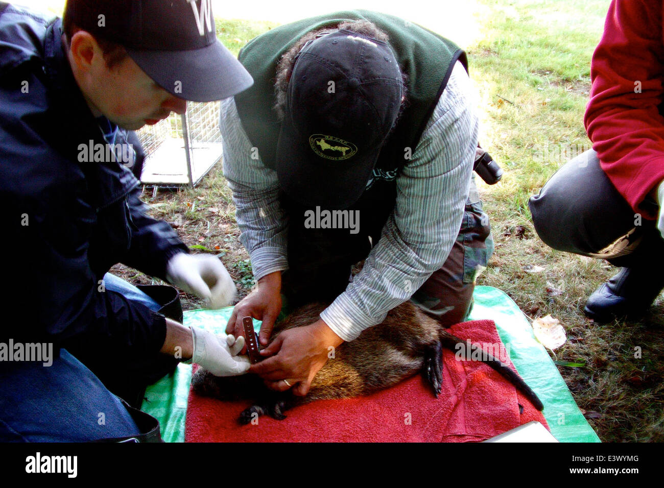U.S. Fish and Wildlife Service researchers use radio telemetry devices ...