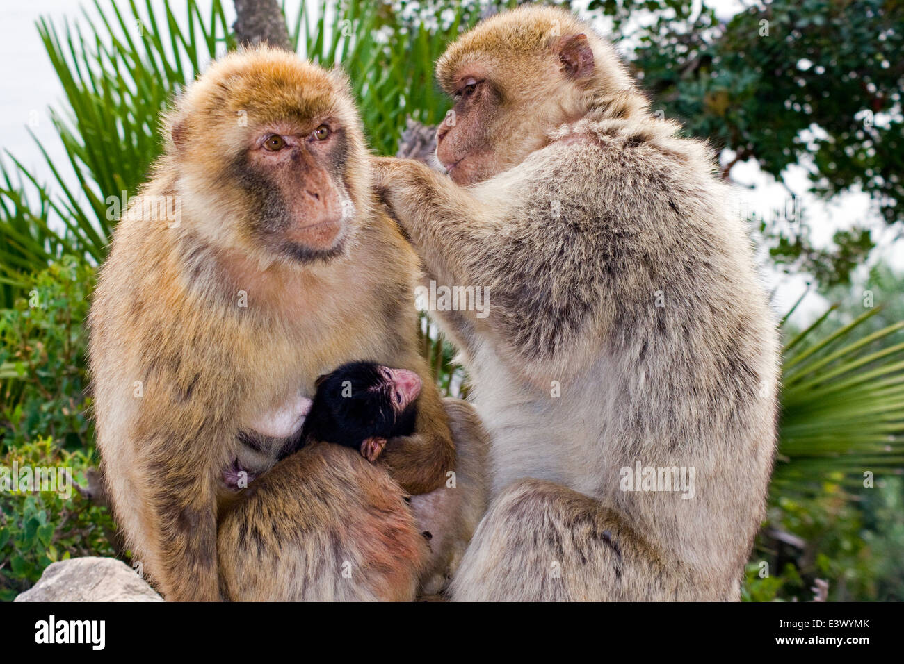 A Family of Barbary Macaques Stock Photo - Alamy