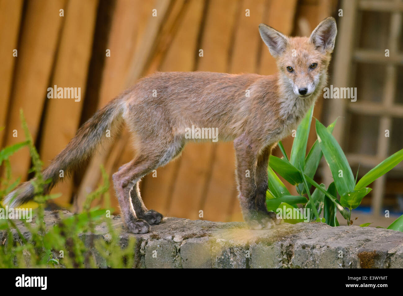 Vixen red fox cub hi-res stock photography and images - Alamy