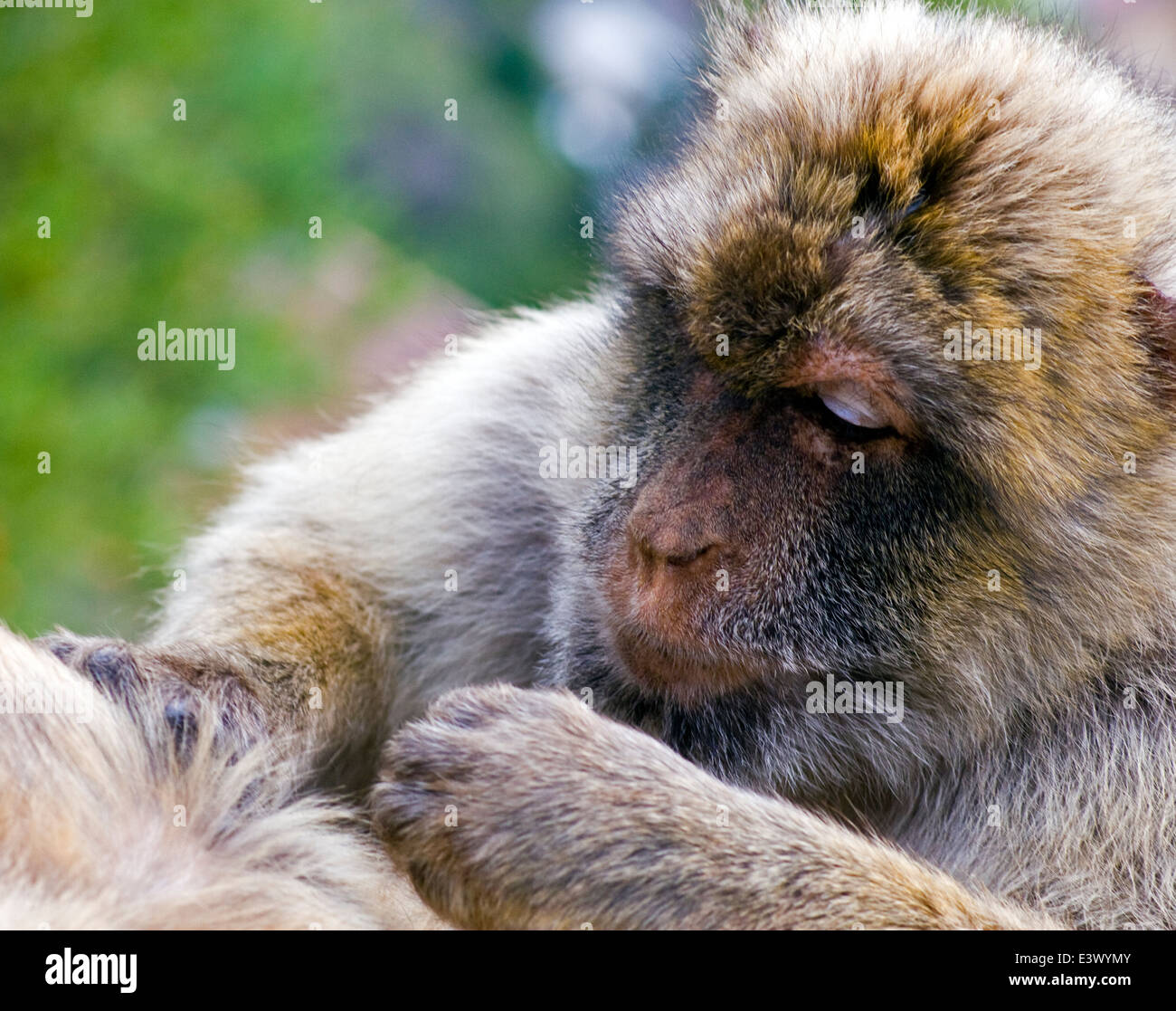 Macaque grooming hi-res stock photography and images - Alamy