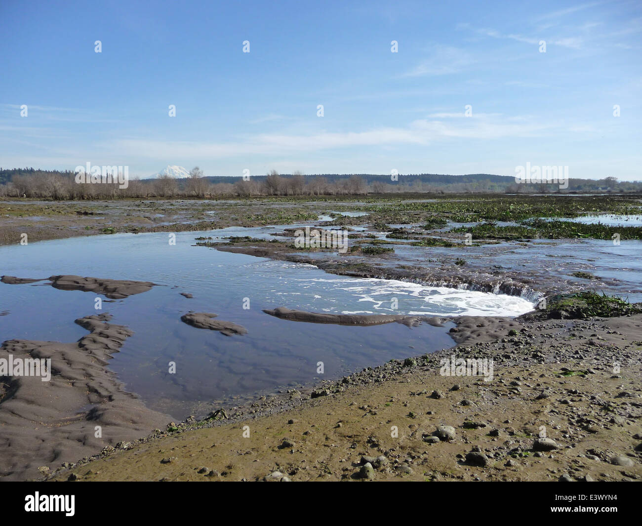 The Nisqually Estuary in Puget Sound is a vital wetland ecosystem ...
