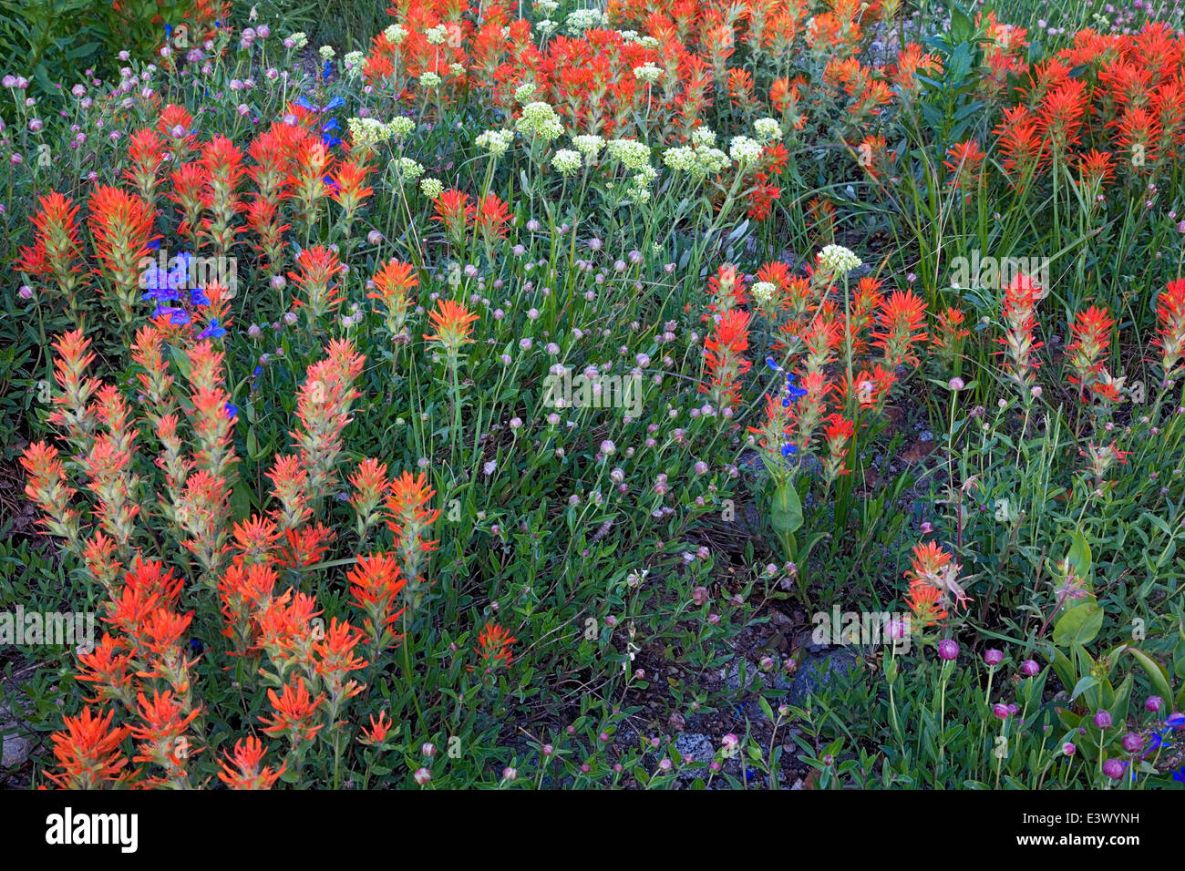 USA, Utah, Uinta-Wasatch-Cache National Forest, Little Cottonwood ...