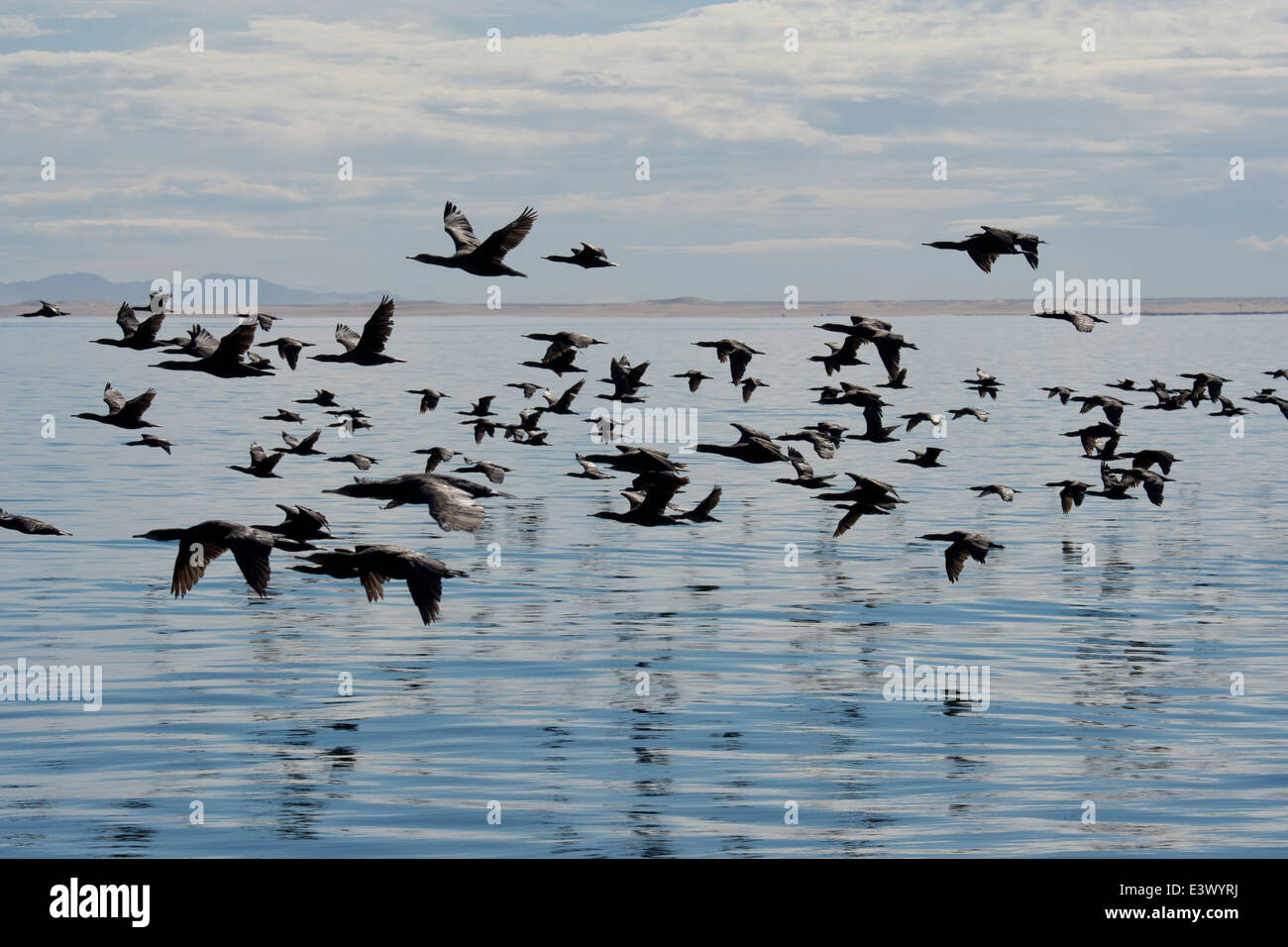 Large group of Cape cormorant or Cape shag (Phalacrocorax capensis ...
