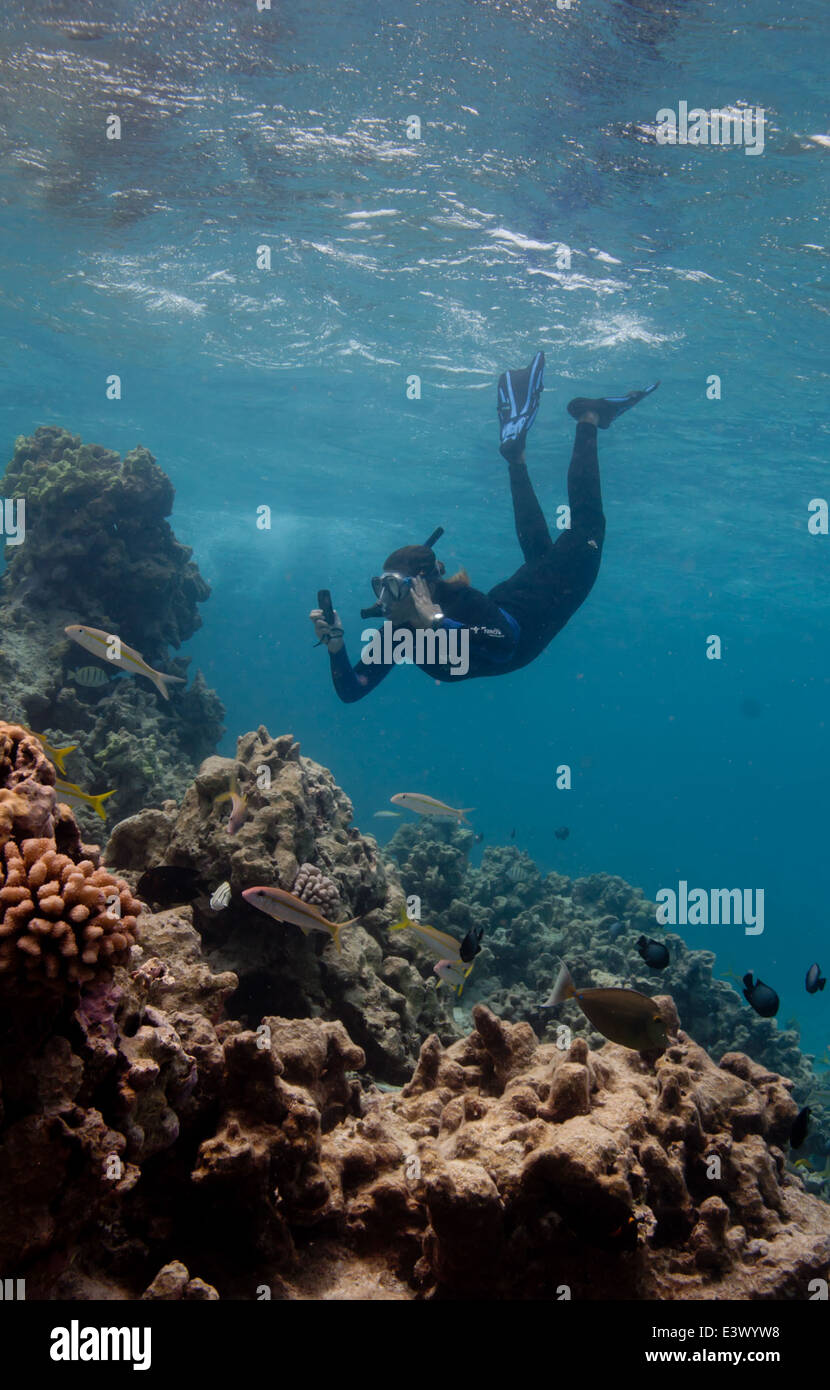 A detailed look at the coral reefs of French Frigate Shoals, part of ...