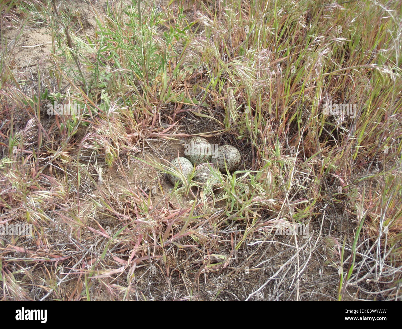 A nest of Curlew eggs is shown, highlighting the reproductive efforts ...