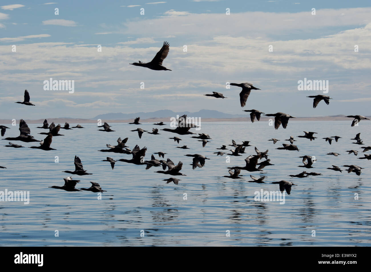 Shag hi-res stock photography and images - Alamy