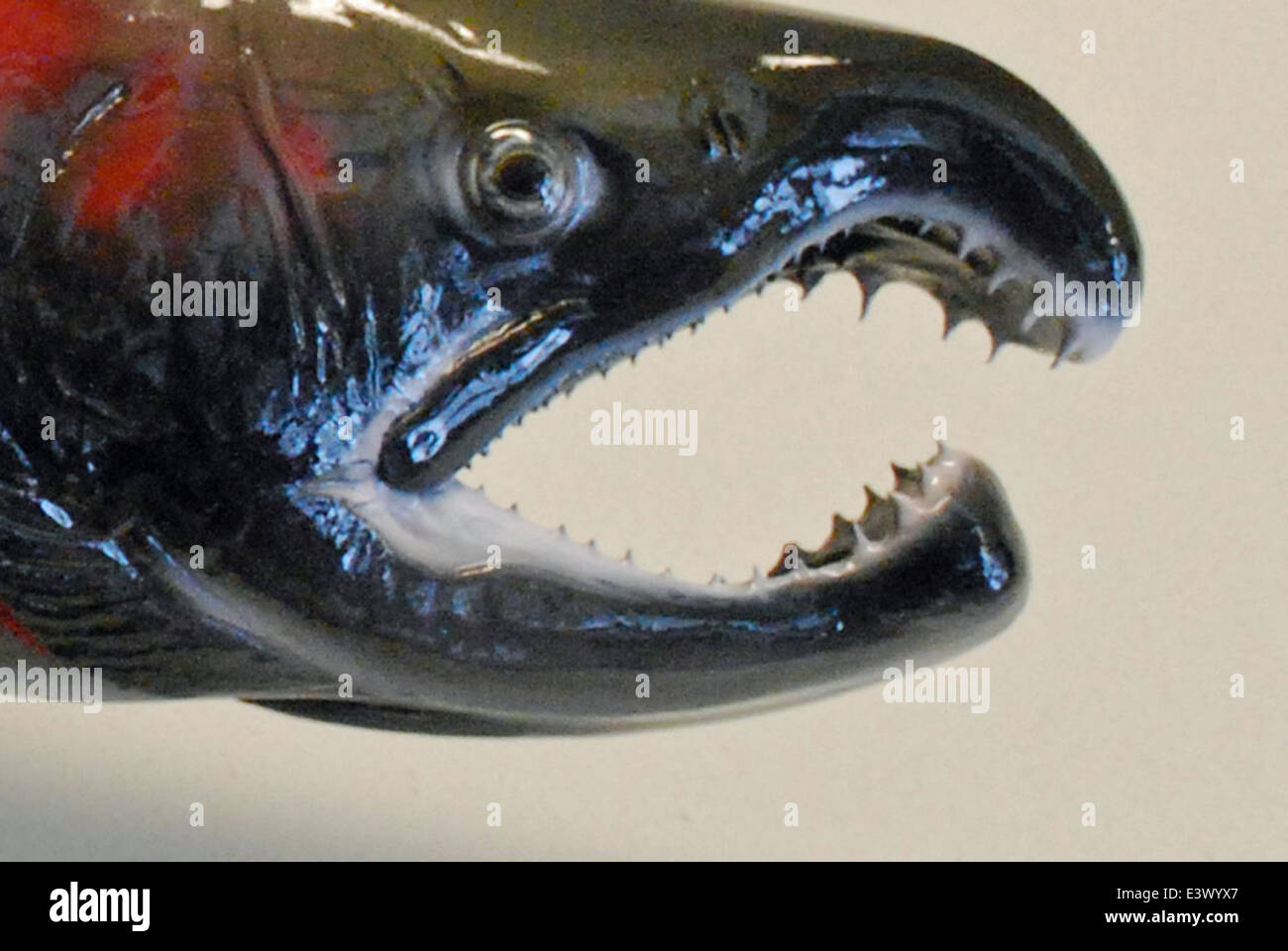 A photograph capturing a male coho salmon, part of a mosaic of images ...