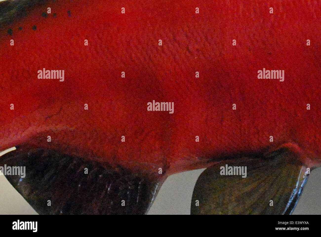 The male Coho Salmon, depicted in this image, is an important species ...