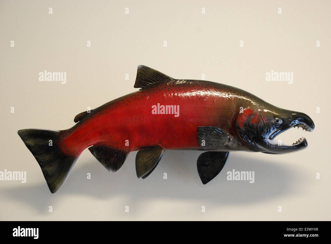 Coho Salmon Spawning