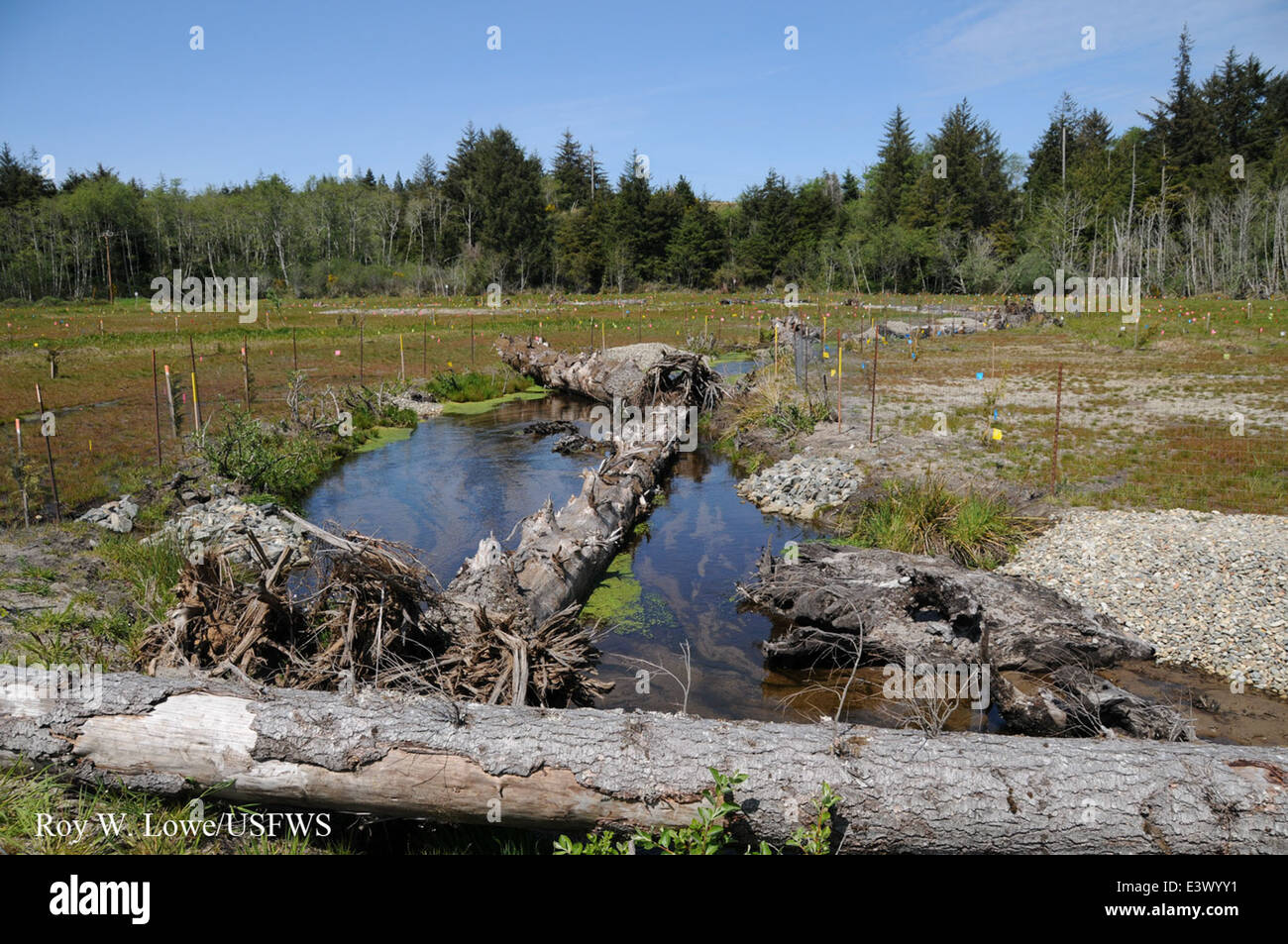 Beaver barrier hi-res stock photography and images - Alamy