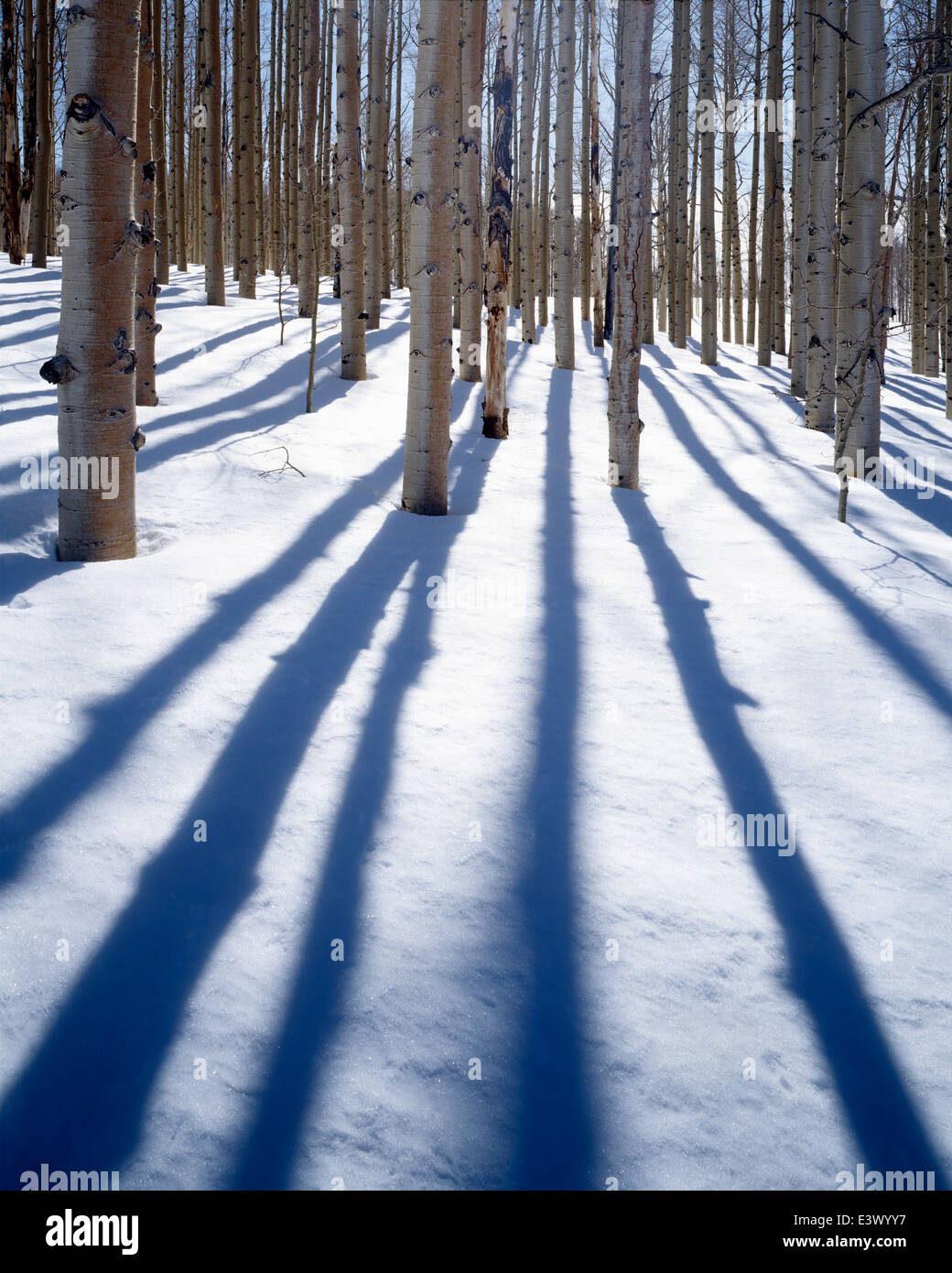 Aspen forest large format hi-res stock photography and images - Alamy
