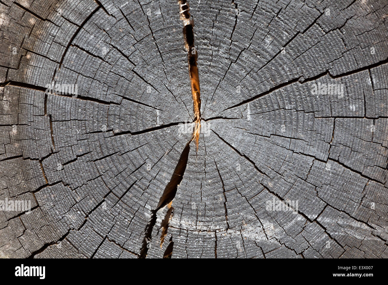 Section of old tree, wooden background and texture Stock Photo - Alamy