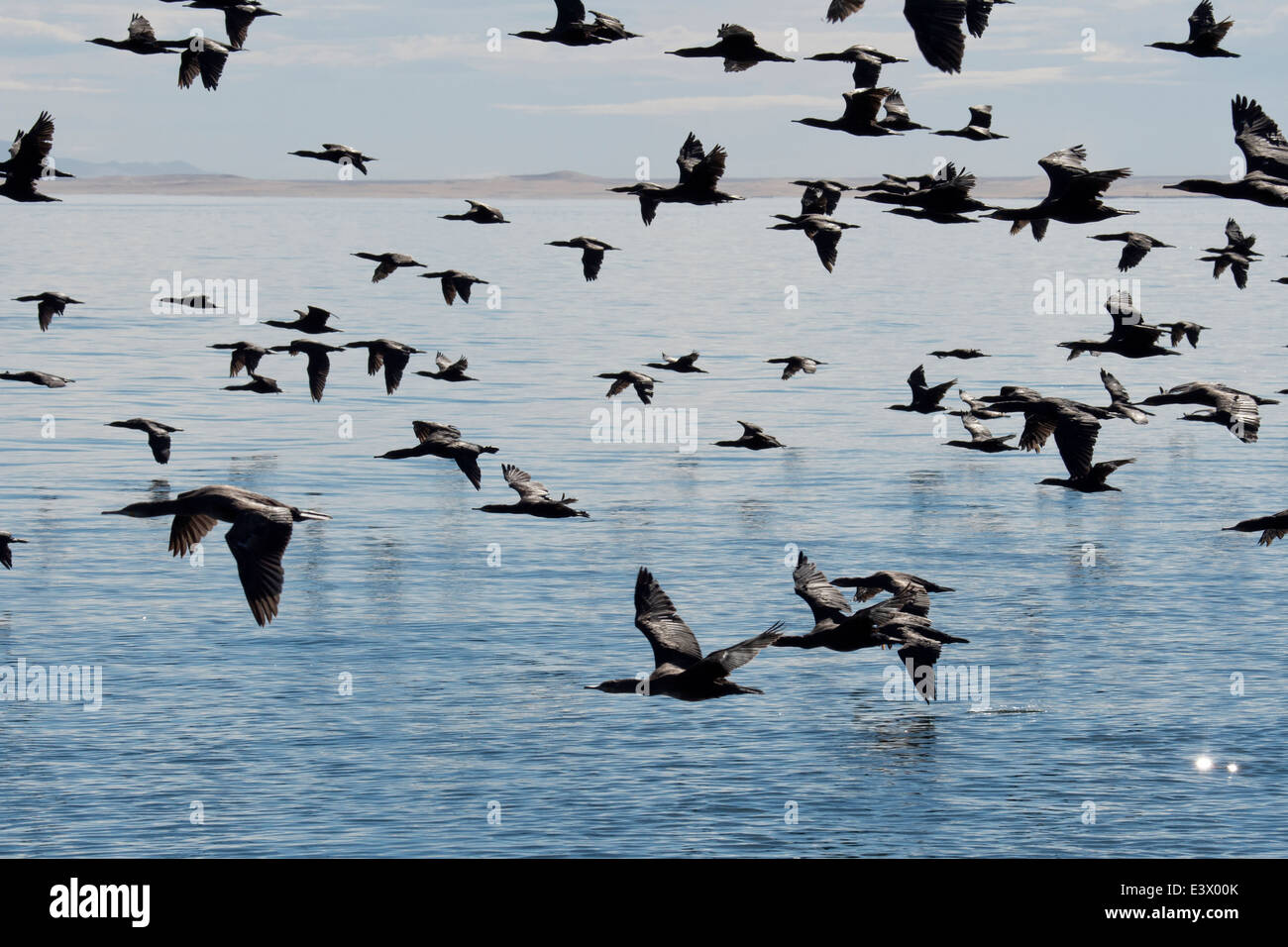 Shag hi-res stock photography and images - Alamy