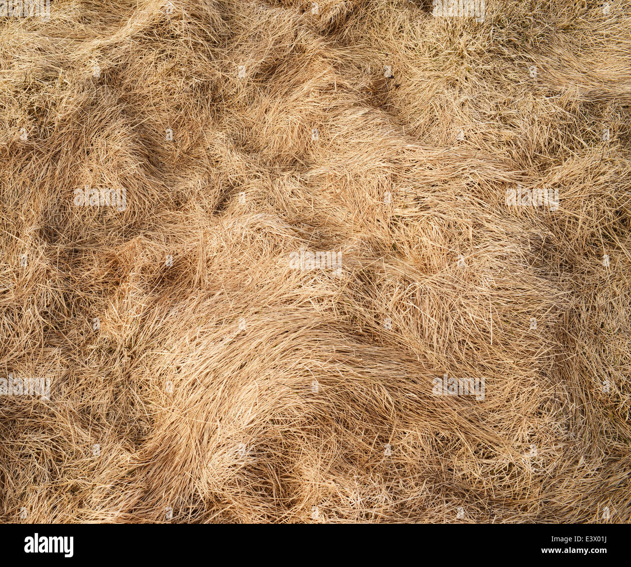 Hay texture background Stock Photo - Alamy