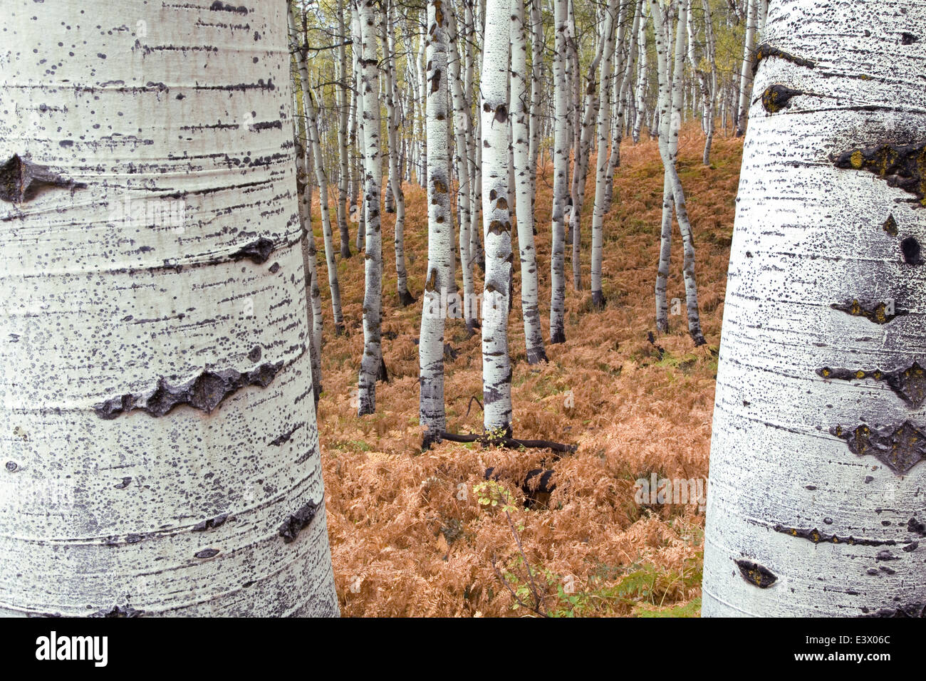 USA, Utah, Uinta-Wasatch-Cache National Forest, Alpine Loop Scenic ...