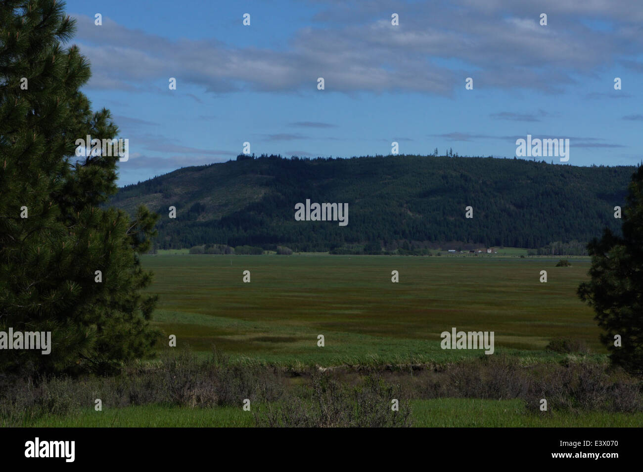 Marsh in June Stock Photo - Alamy