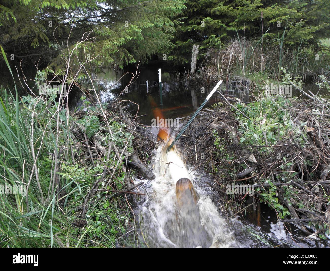 A beaver baffle was installed as part of the Nilestun Restoration ...