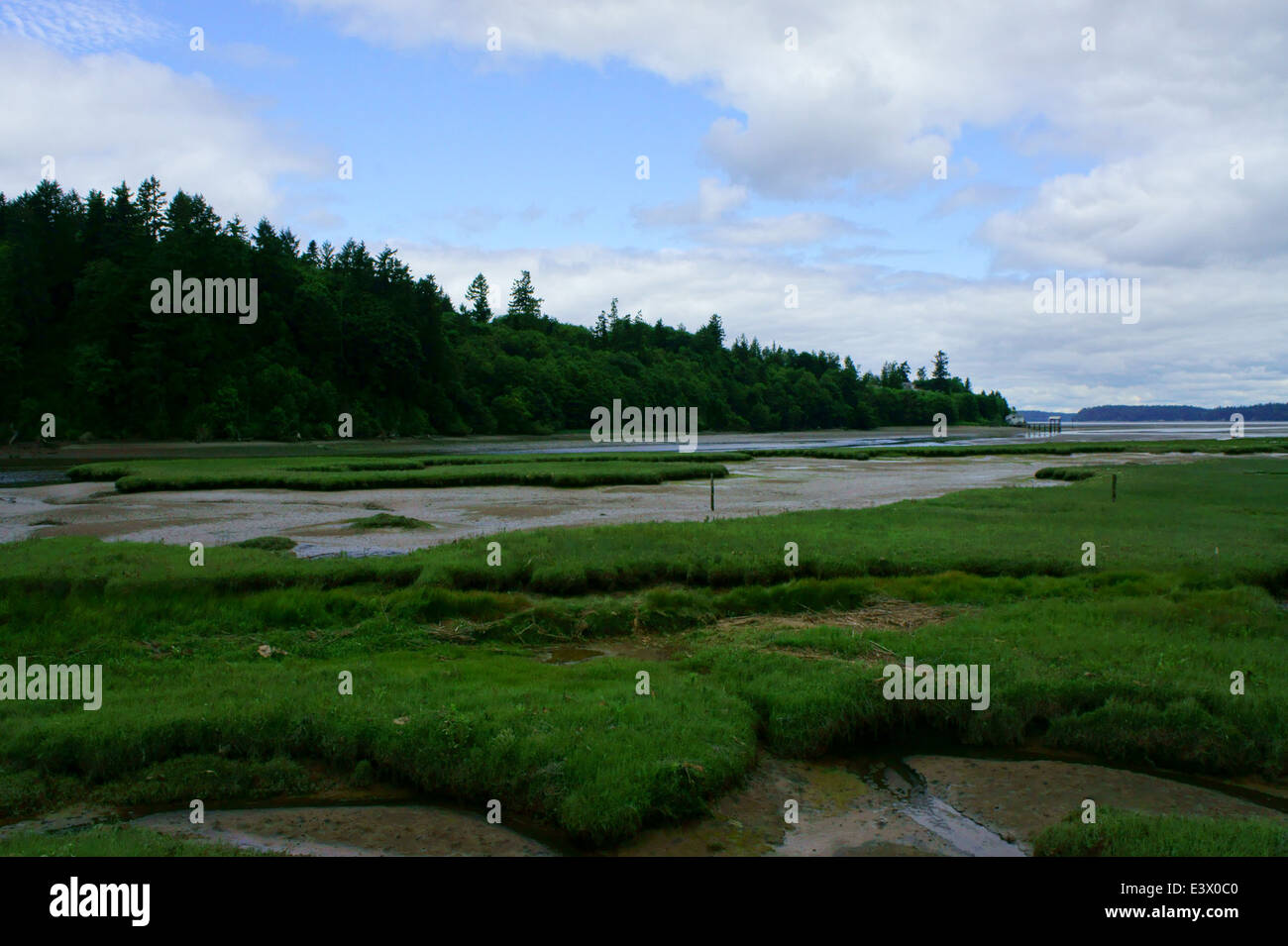 A tidal marsh at low tide reveals exposed mudflats, offering a glimpse ...