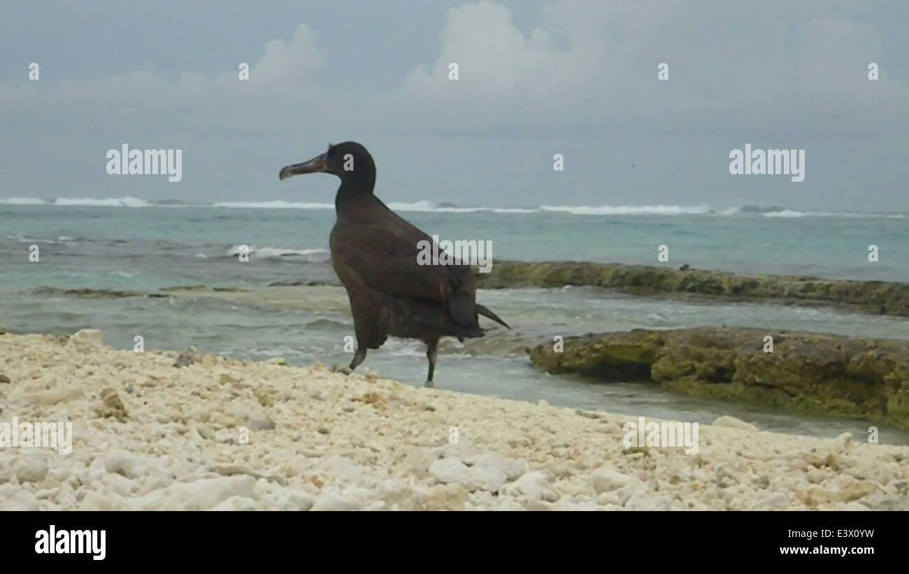 This video captures a short-tailed albatross fledgling at Midway Atoll ...