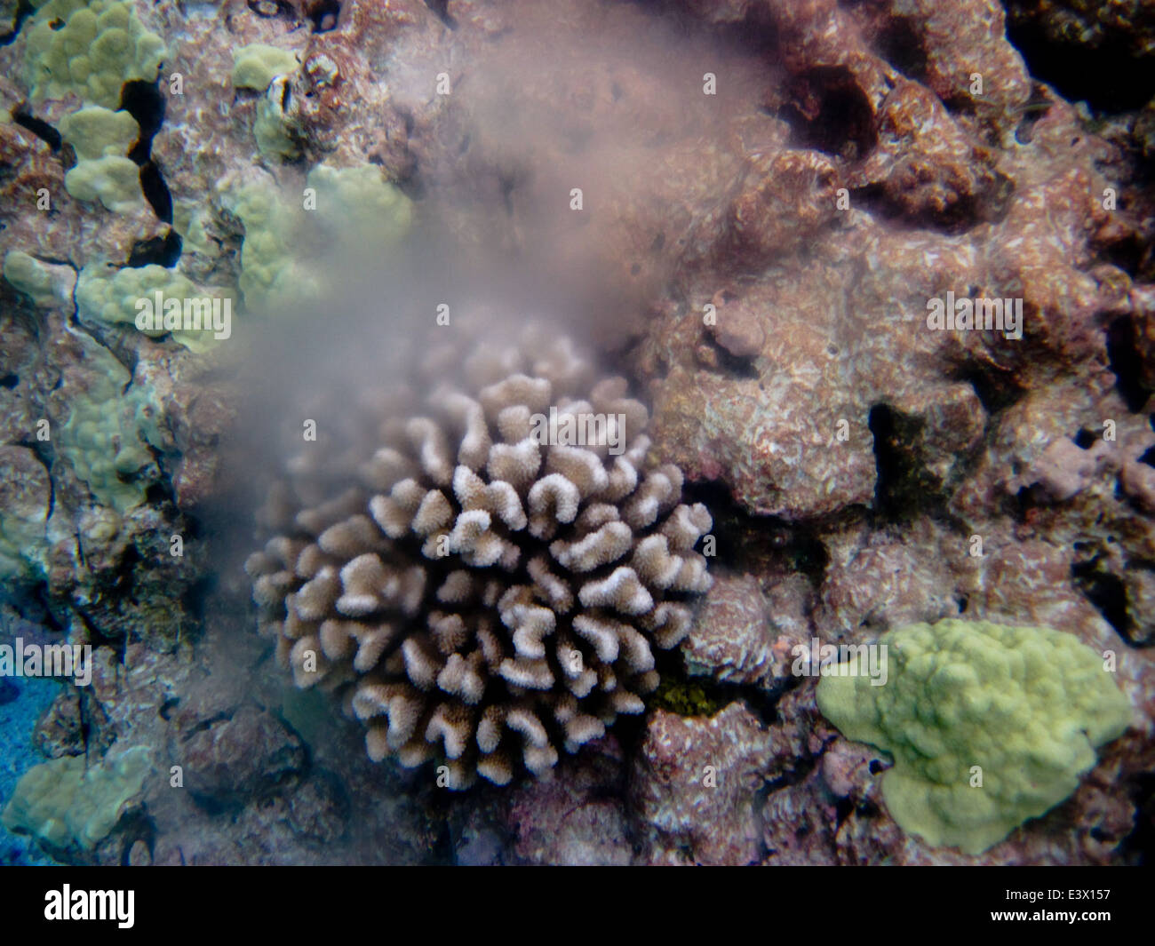 Cauliflower coral spawning at French Frigate Shoals, part of the ...