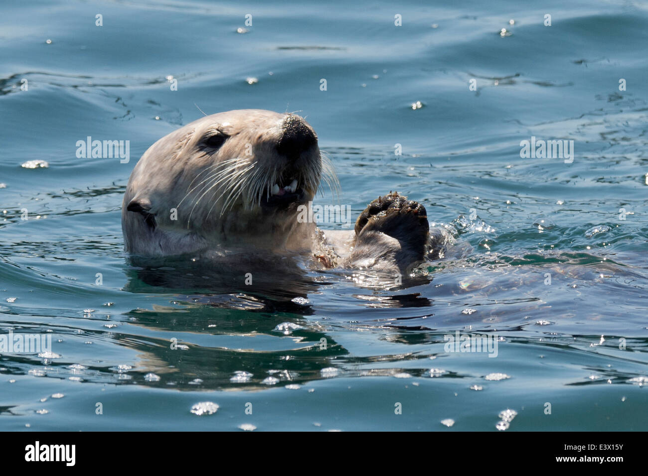Sea otter eating hi-res stock photography and images - Alamy