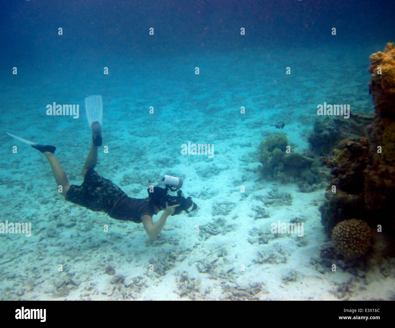 Coral spawning has been observed at French Frigate Shoals in the ...