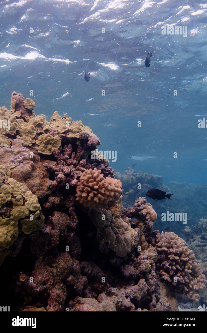 Coral reef, Shark Island, French Frigate Shoals Stock Photo - Alamy