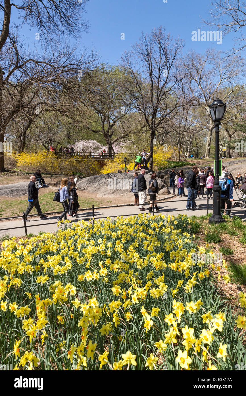 Yellow springtime blooms hi-res stock photography and images - Alamy