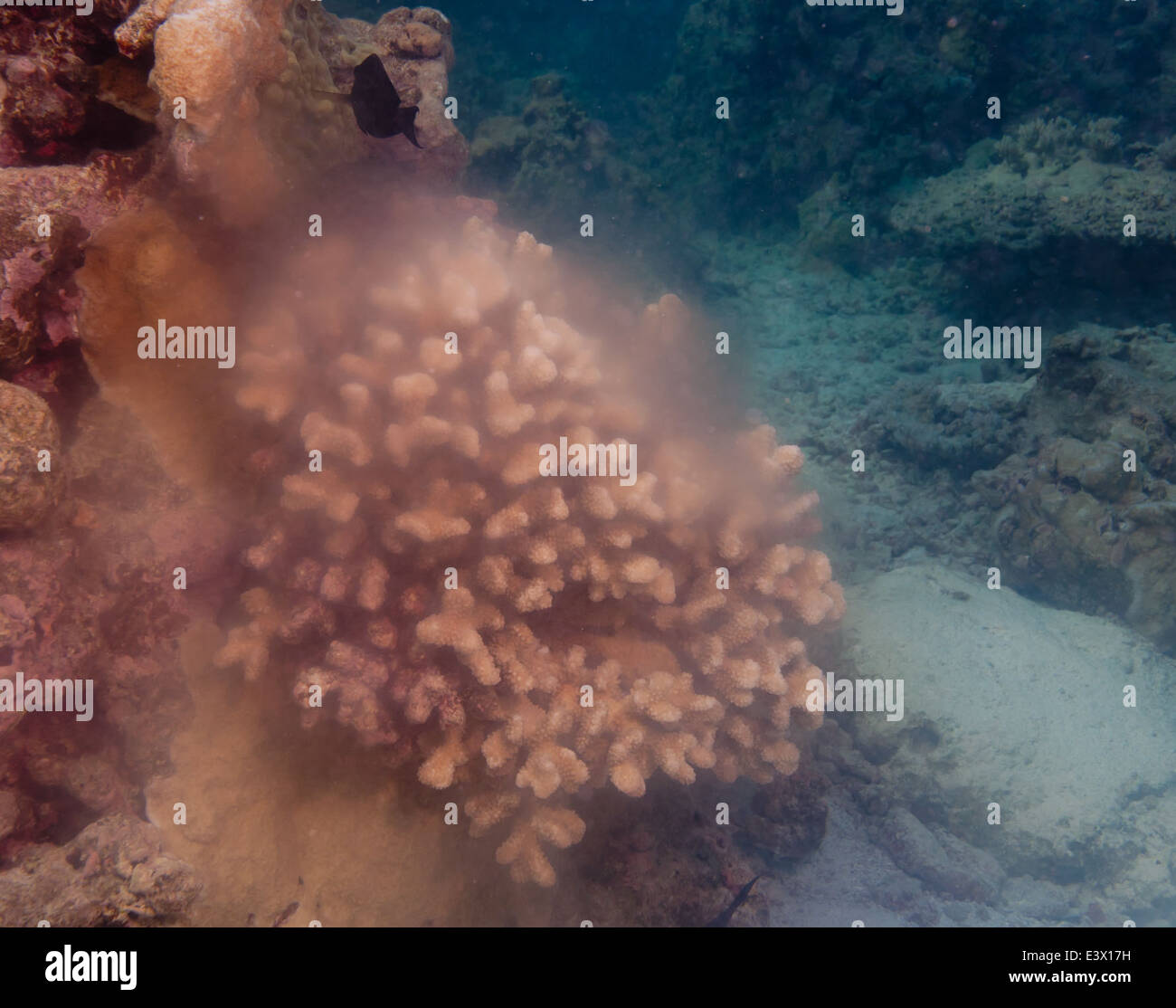 Cauliflower coral spawning, French Frigate Shoals Stock Photo - Alamy