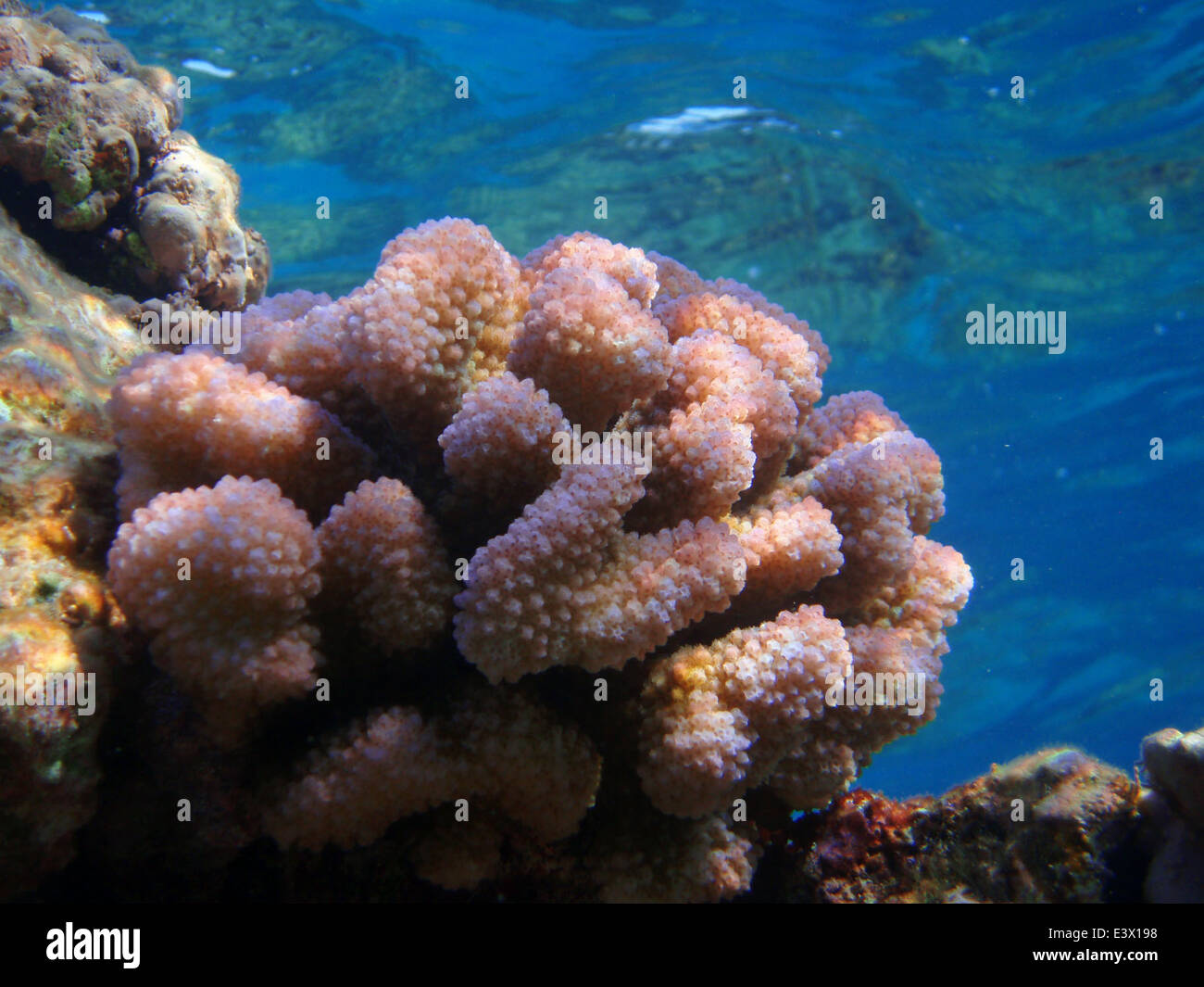 Cauliflower coral (Pocillopora meandrina), French Frigate Shoals Stock ...