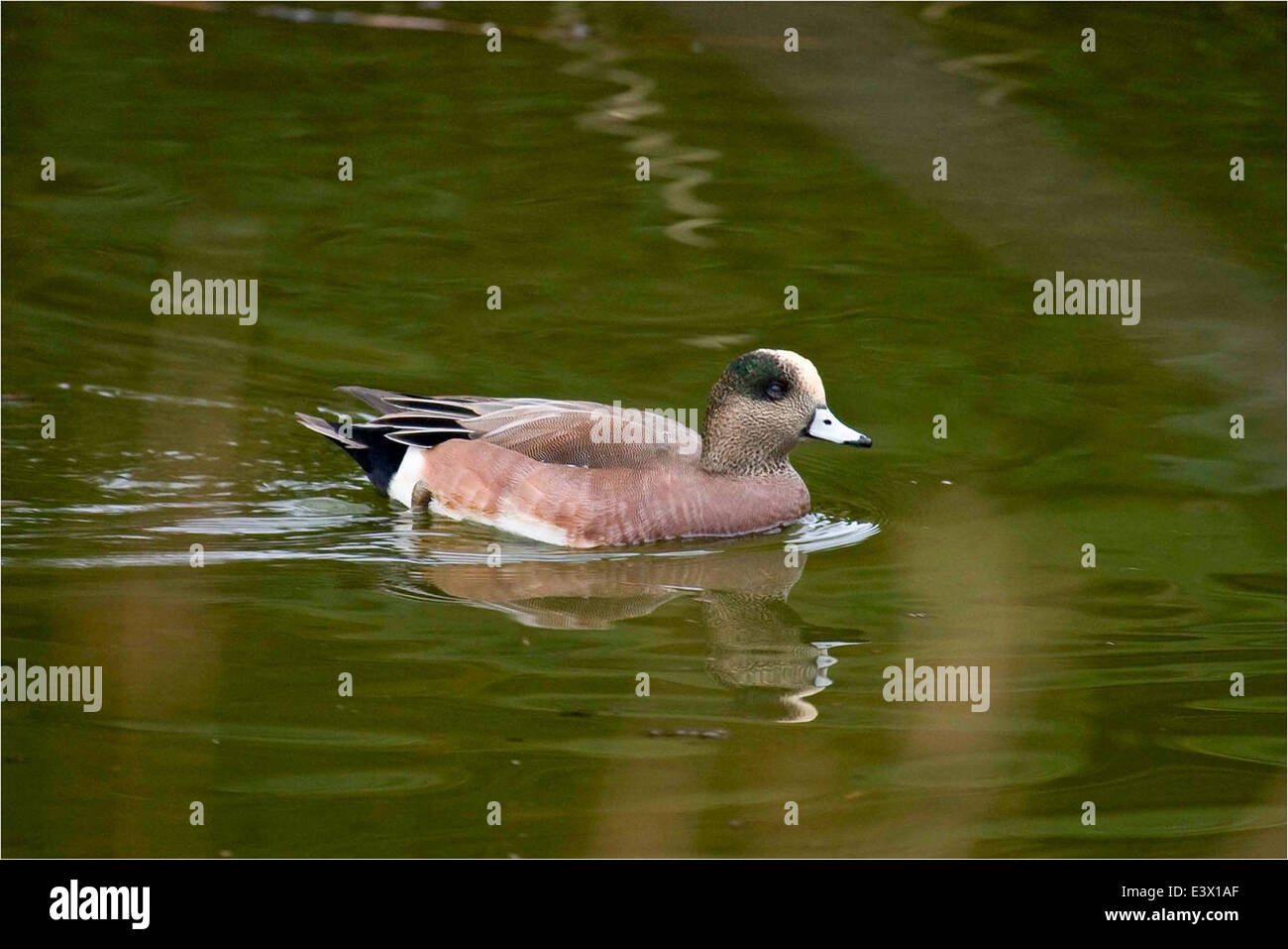The American Wigeon, a species of duck, is found at the Oregon Coast ...