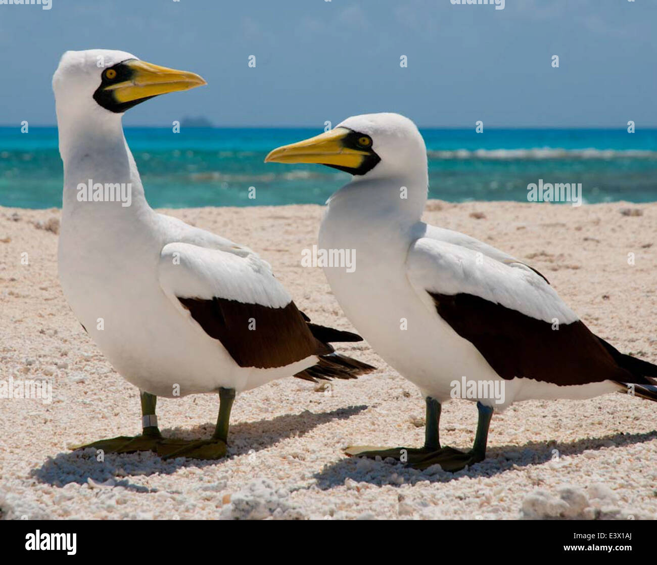 Sula dactylatra hawaiian islands hi-res stock photography and images ...