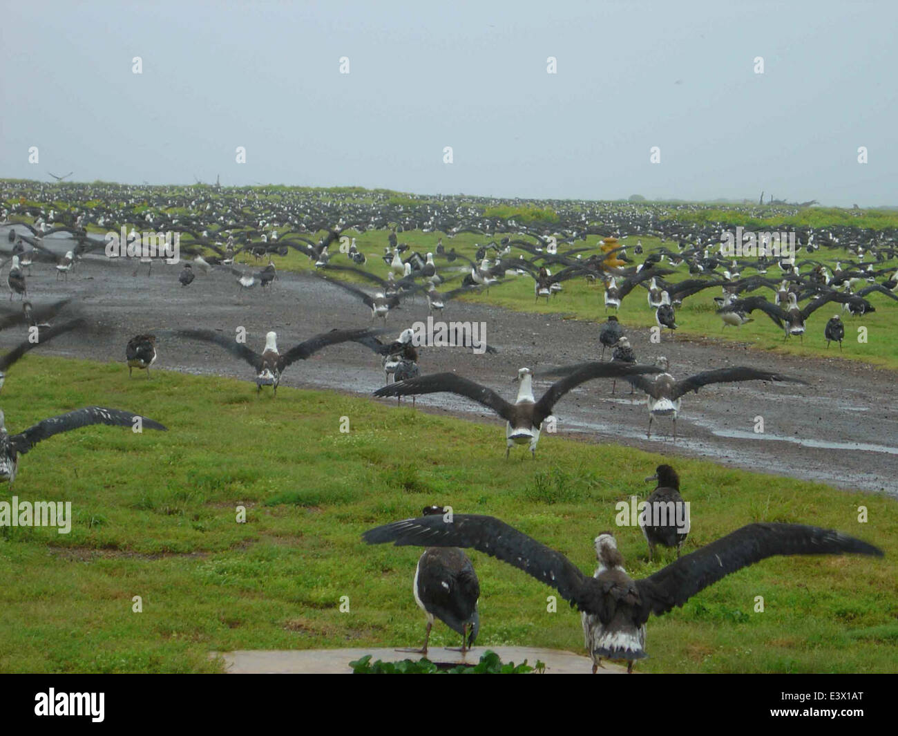 Laysan albatross chicks on Midway Atoll National Wildlife Refuge flap ...