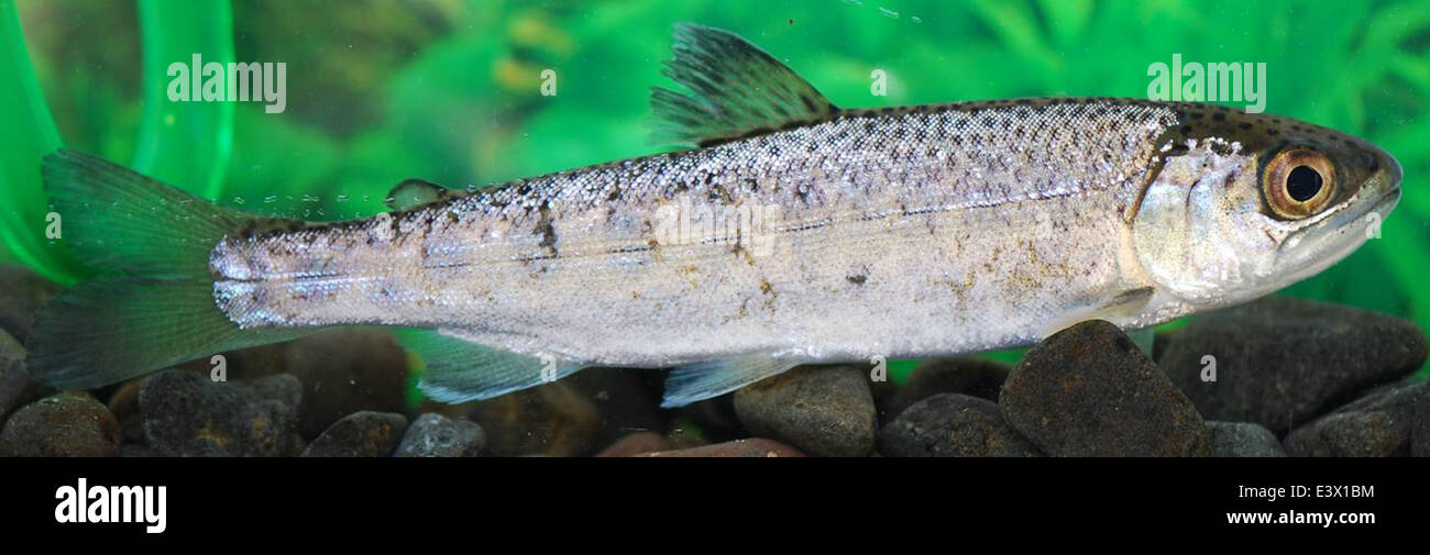 Cohosalmon High Resolution Stock Photography and Images - Alamy