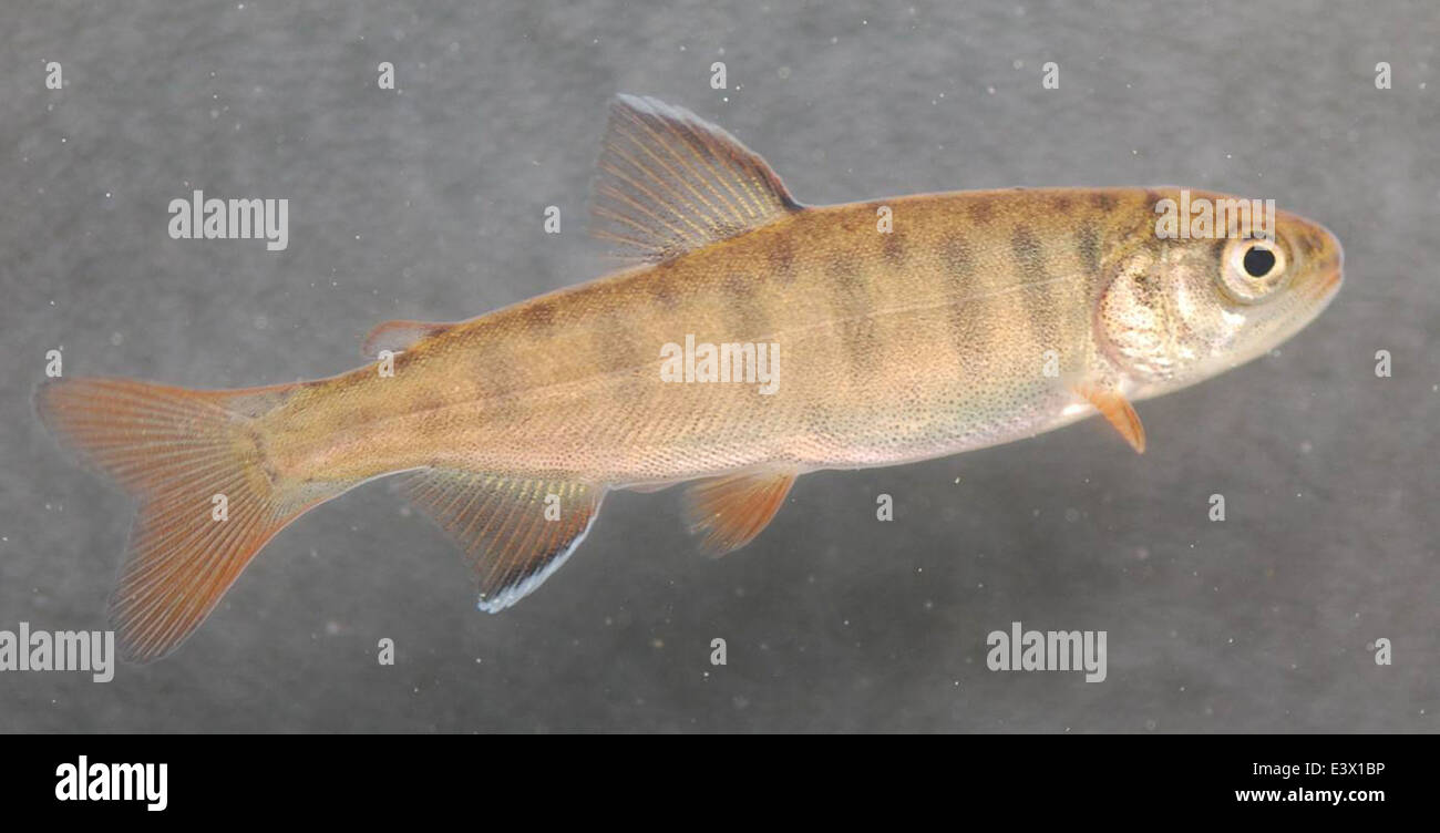 Cohosalmon High Resolution Stock Photography and Images - Alamy
