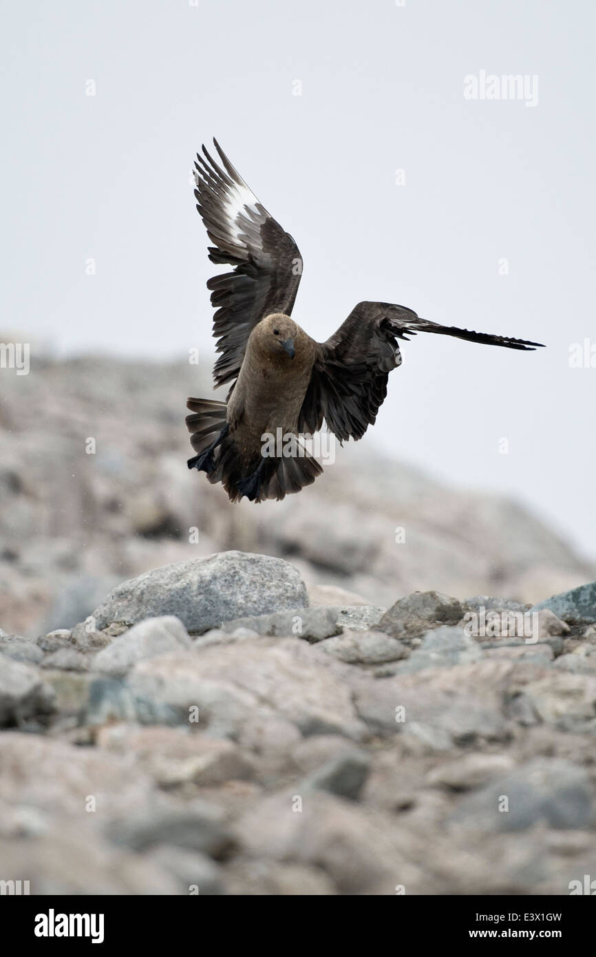 Skua Attack High Resolution Stock Photography and Images - Alamy