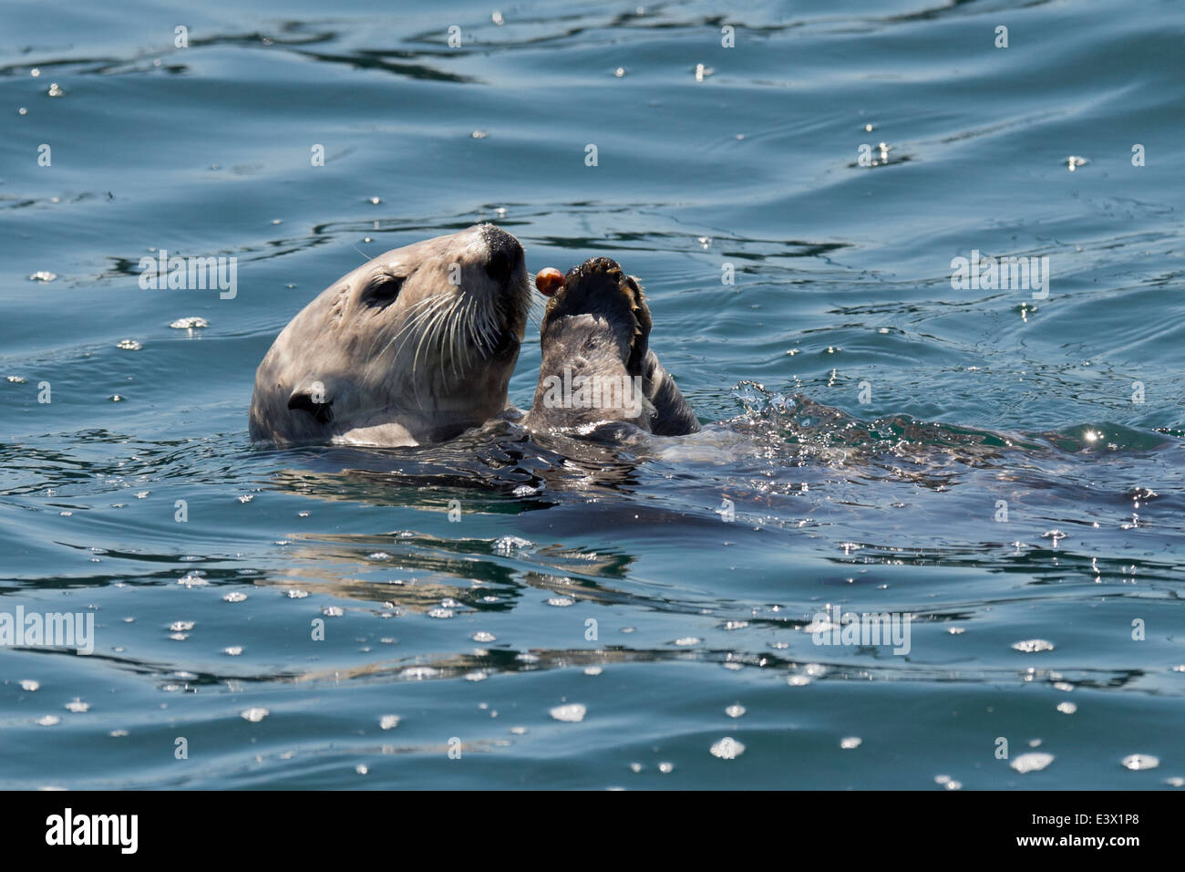 Sea otter eating hi-res stock photography and images - Alamy