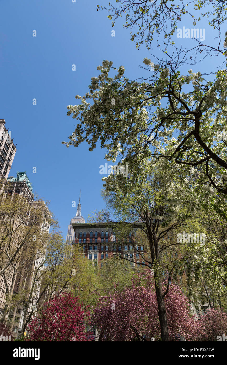 Buildings and Trees, Madison Square Park, NYC Stock Photo - Alamy