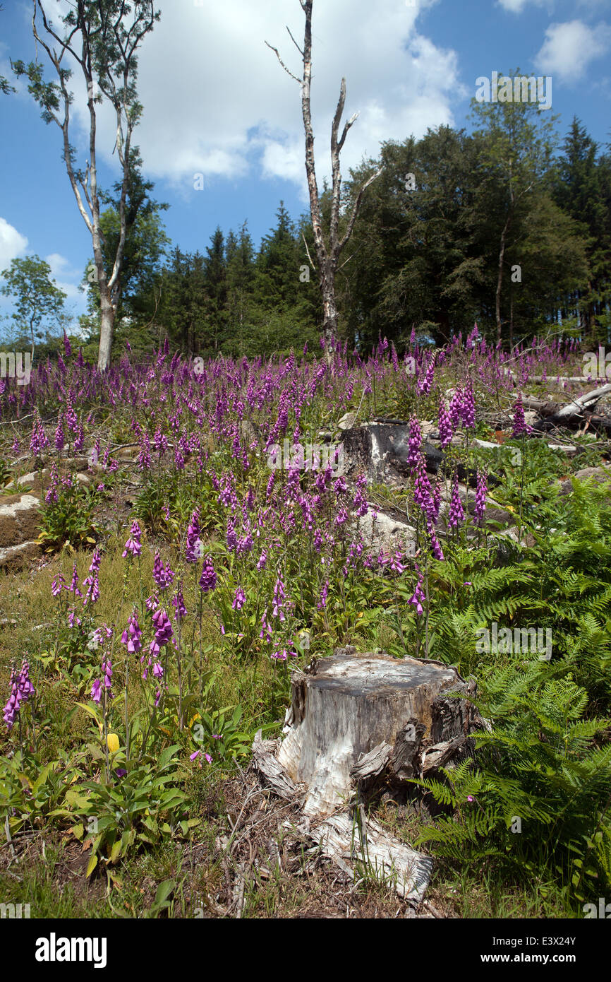 Native british wild flowers hi-res stock photography and images - Alamy