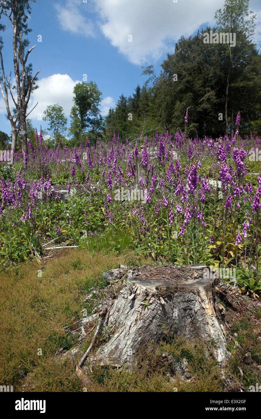 Native british wild flowers hi-res stock photography and images - Alamy