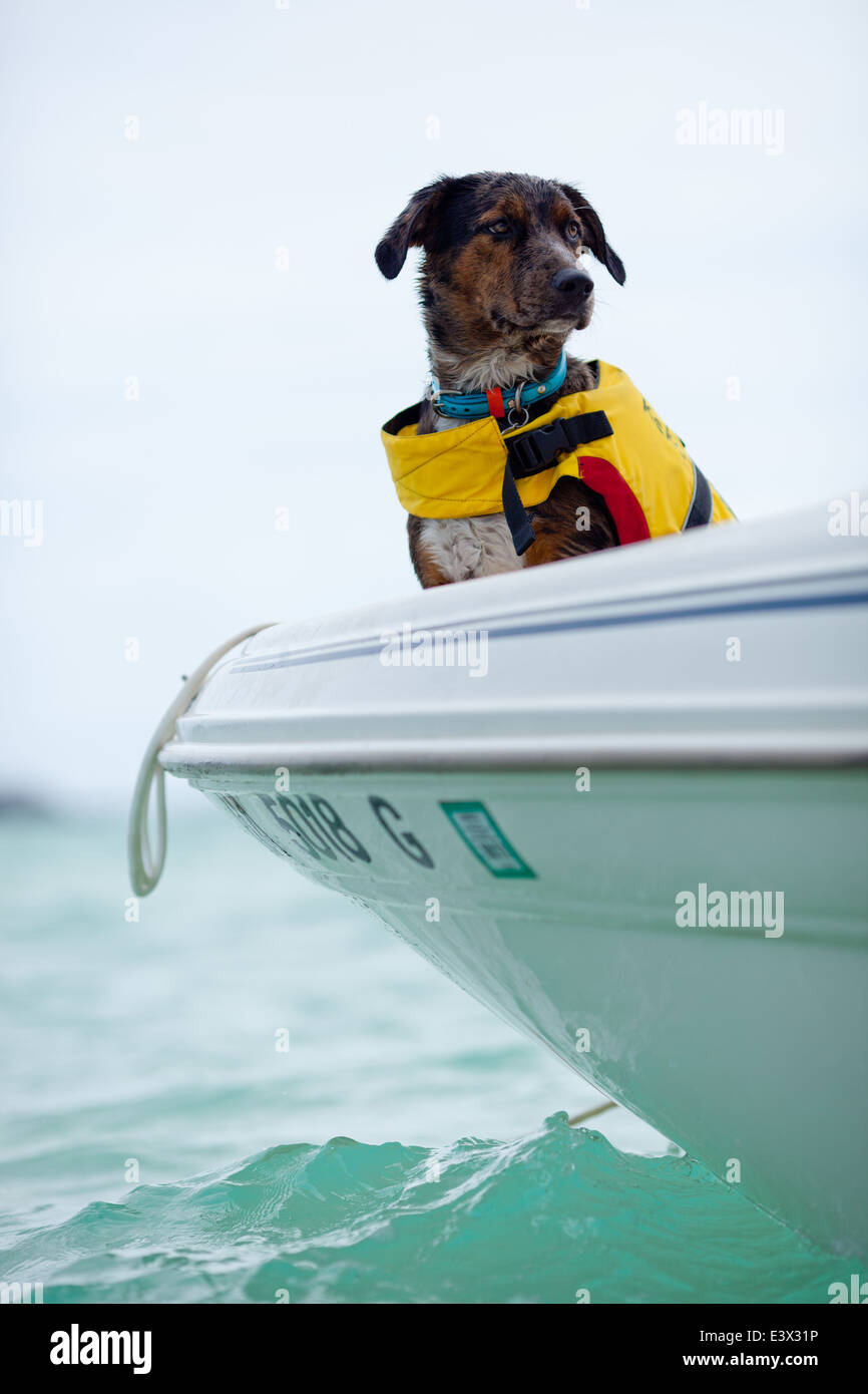 Dog on speedboat in lifepreserver Stock Photo - Alamy