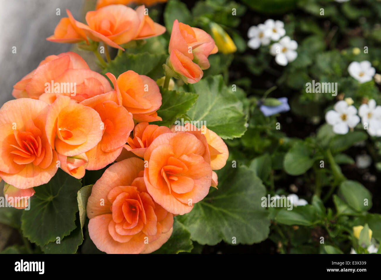 Close up detail begonias hi-res stock photography and images - Alamy