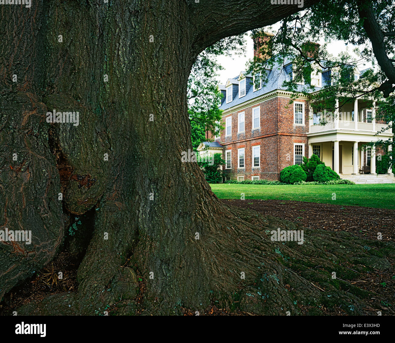 Willow oak hi-res stock photography and images - Alamy