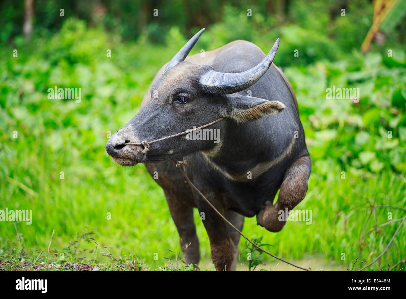 Female buffalo close up portrait hi-res stock photography and images ...