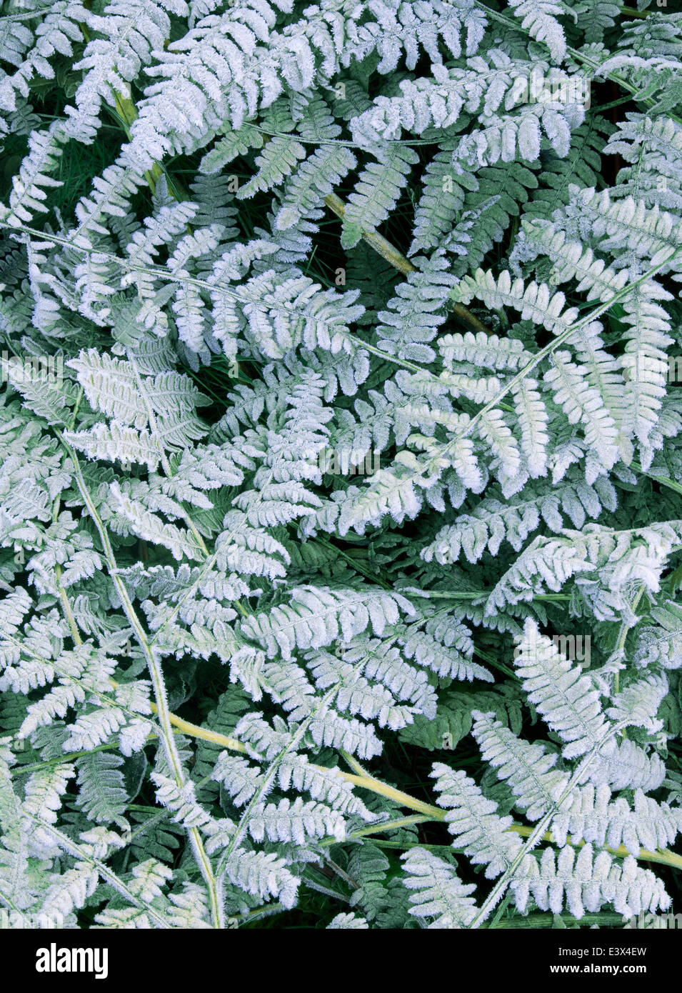 Finch arboretum hi-res stock photography and images - Alamy