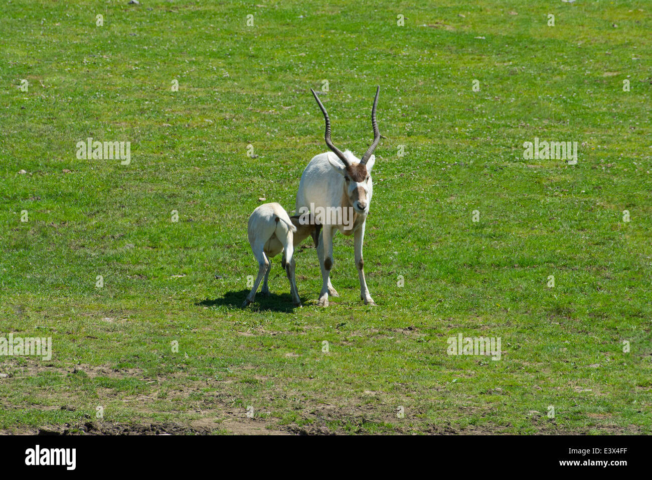Addax Baby
