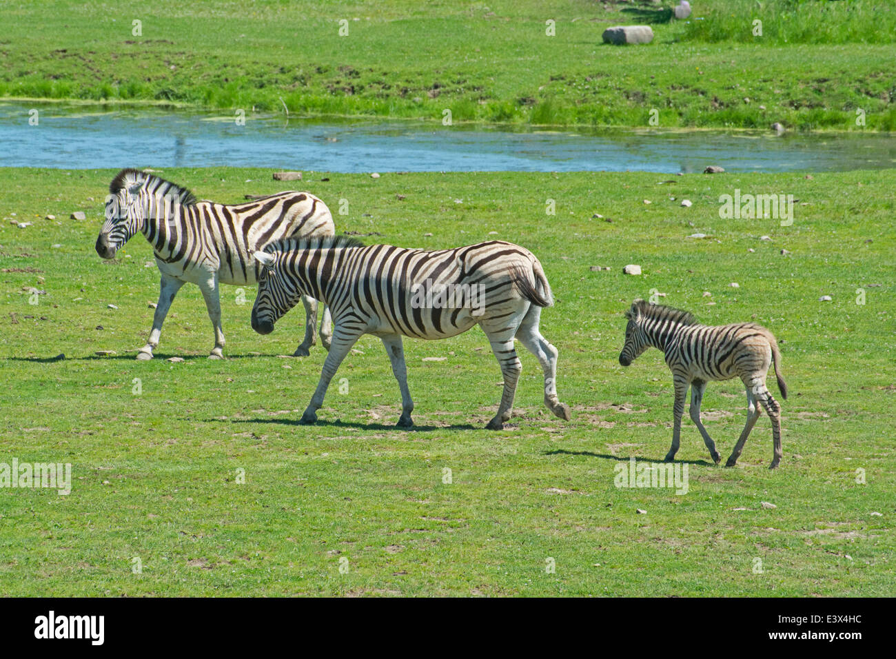 Damara hi-res stock photography and images - Alamy