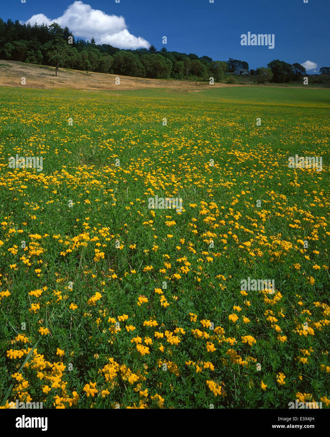 USA, Washington, San Juan Island, Meadow of Trefoil Stock Photo - Alamy