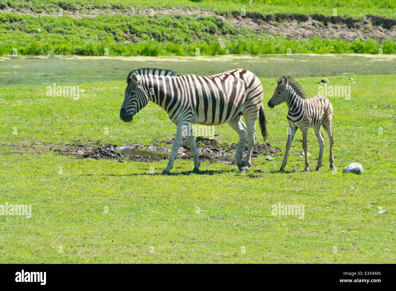 Mother and baby Damara Zebra Stock Photo - Alamy