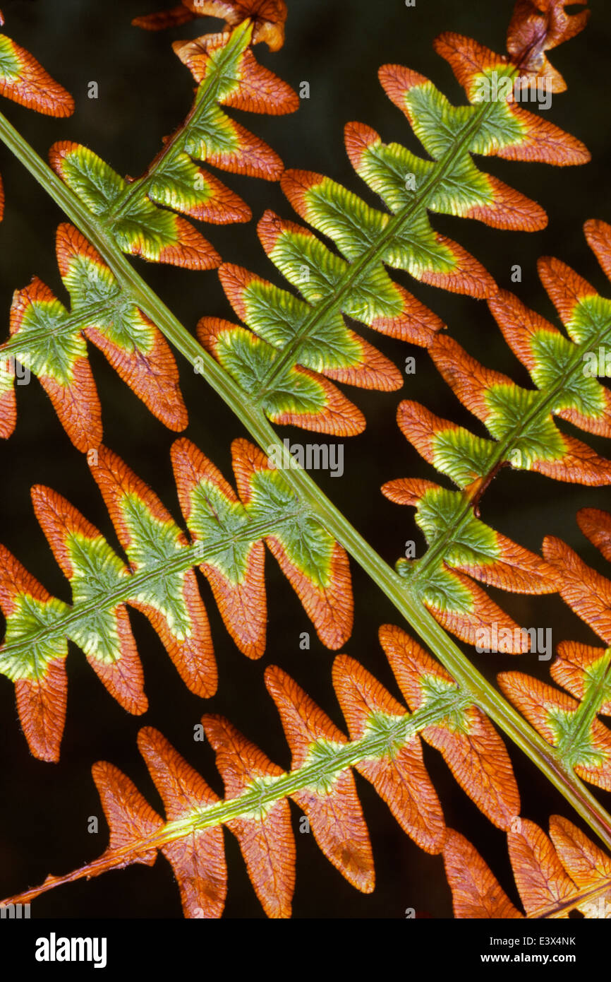 USA, Washington, Spokane County, Mt Spokane State Park, Bracken Fern ...